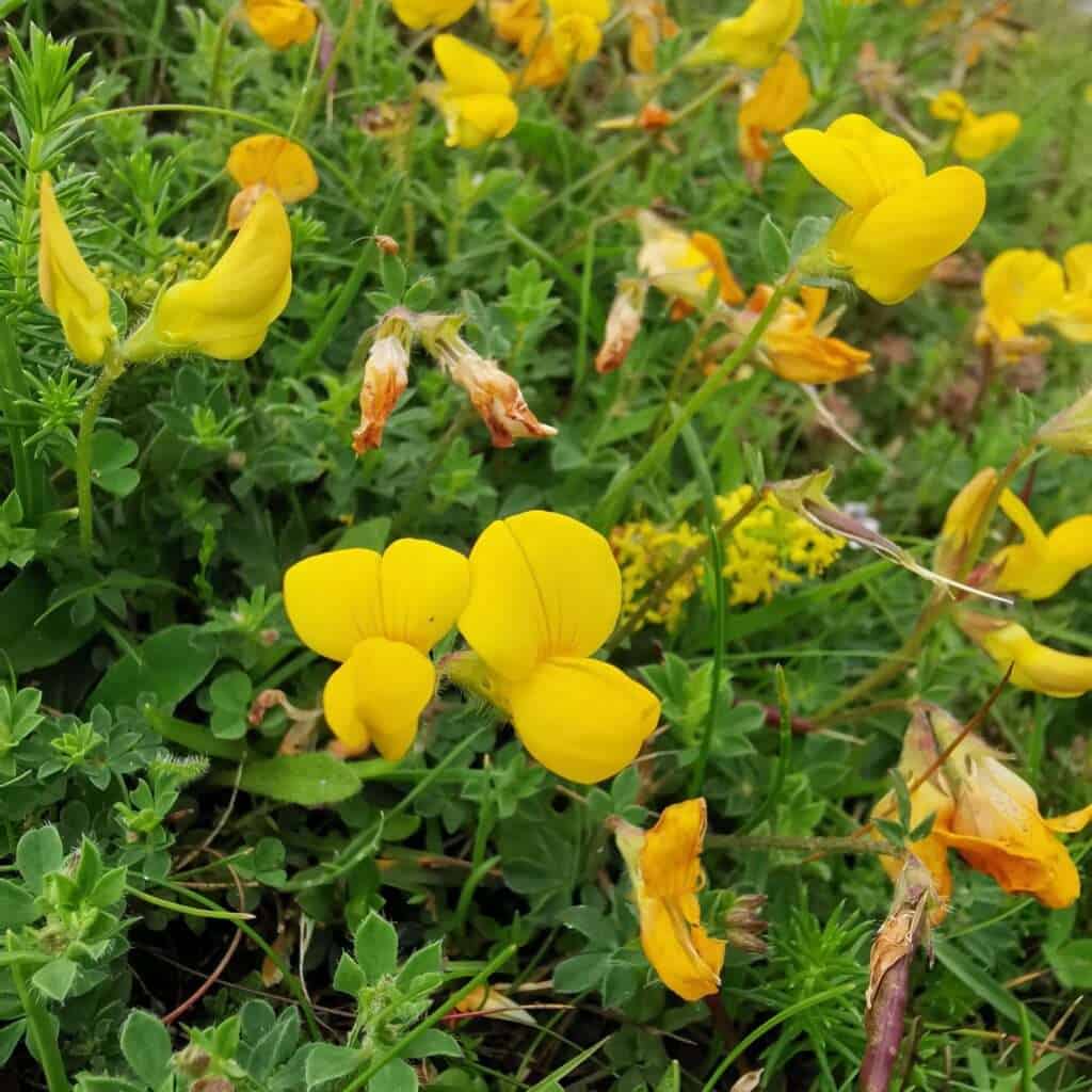 Machair flowers: meet our favourites! | Tiree Tea